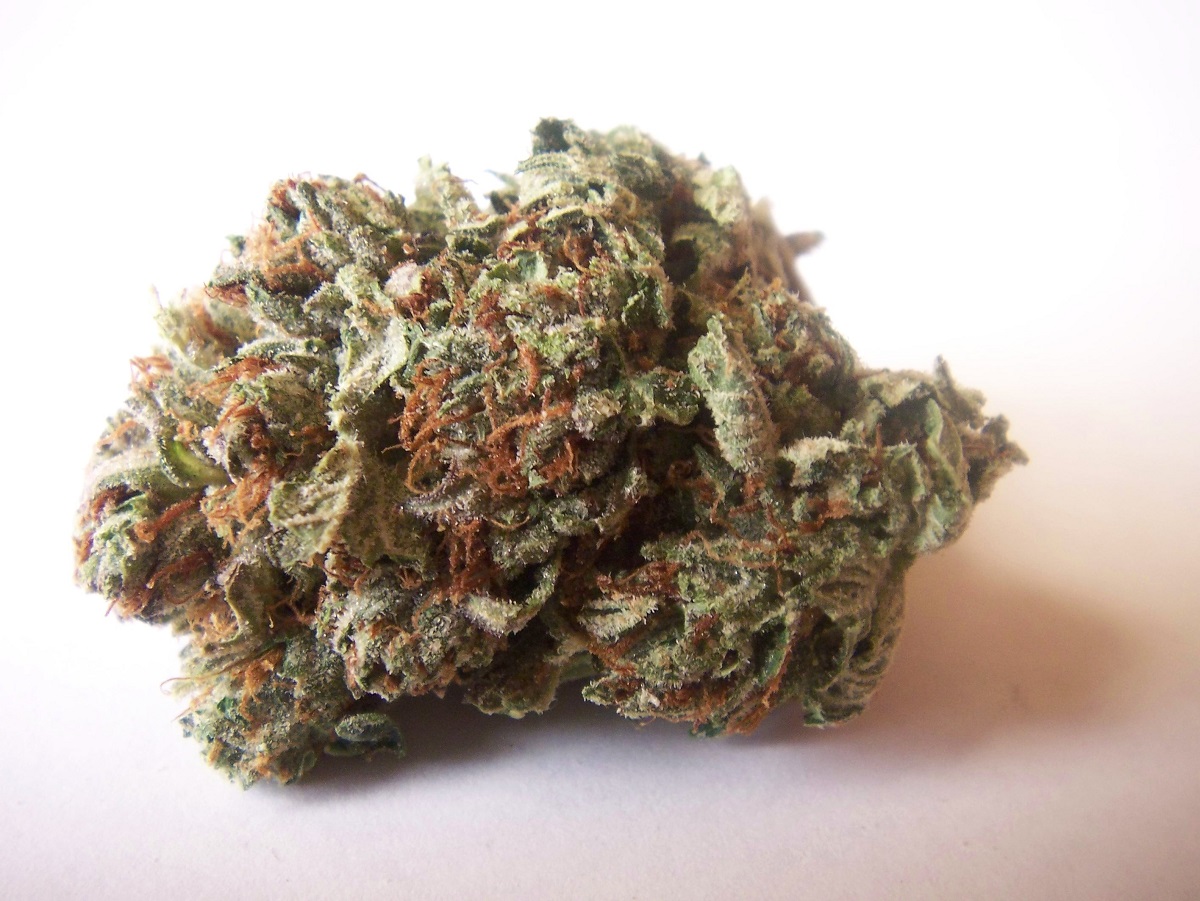 Strain of the Month: Pure Kush | Cannafo News | Marijuana Information ...