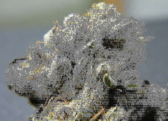 Grape God Strain Information | Cannafo | Marijuana | Cannabis | Cannafo.com